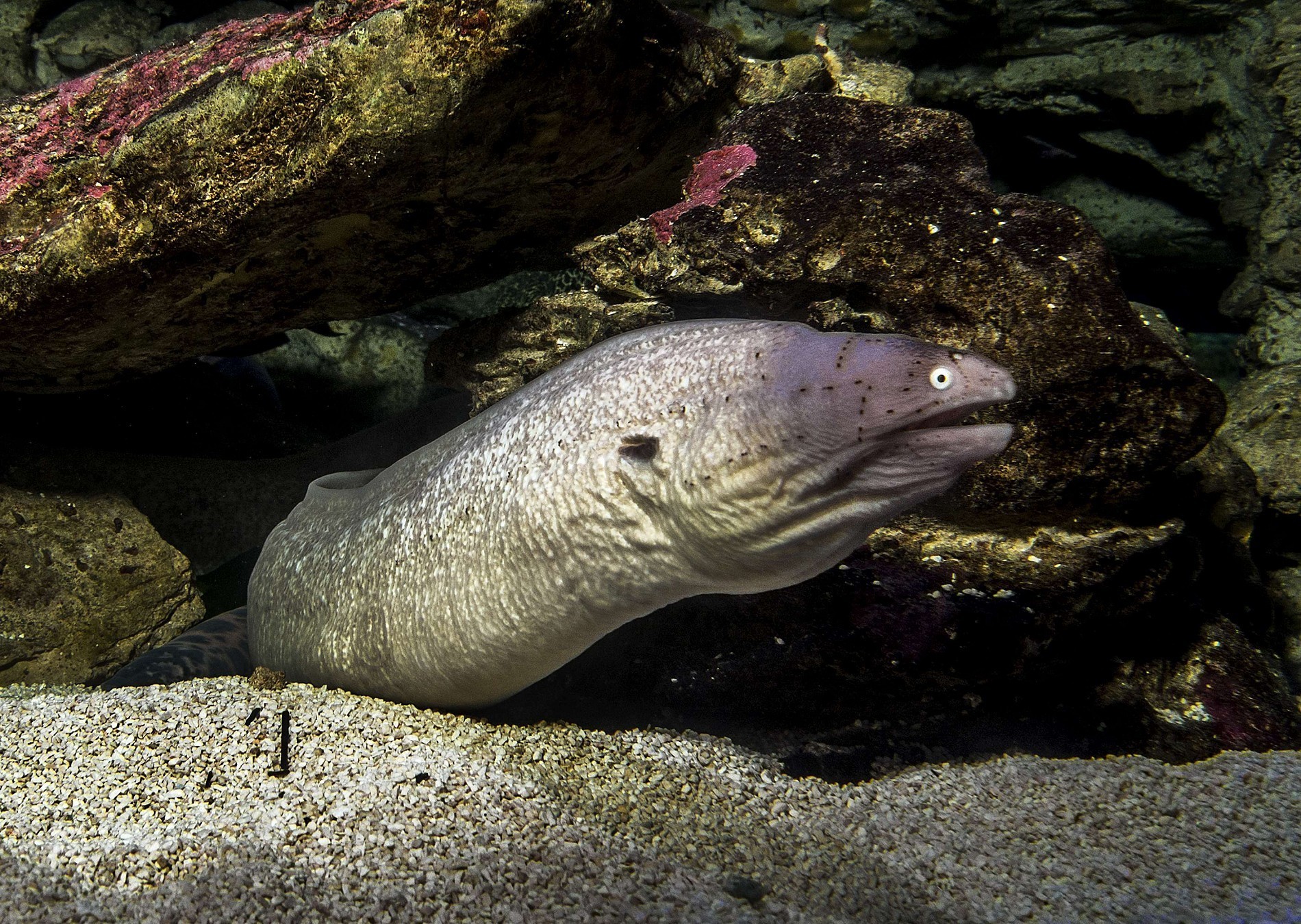 Geometric Moray Eel Species Two Oceans Aquarium Cape Town South Africa Exhibits
