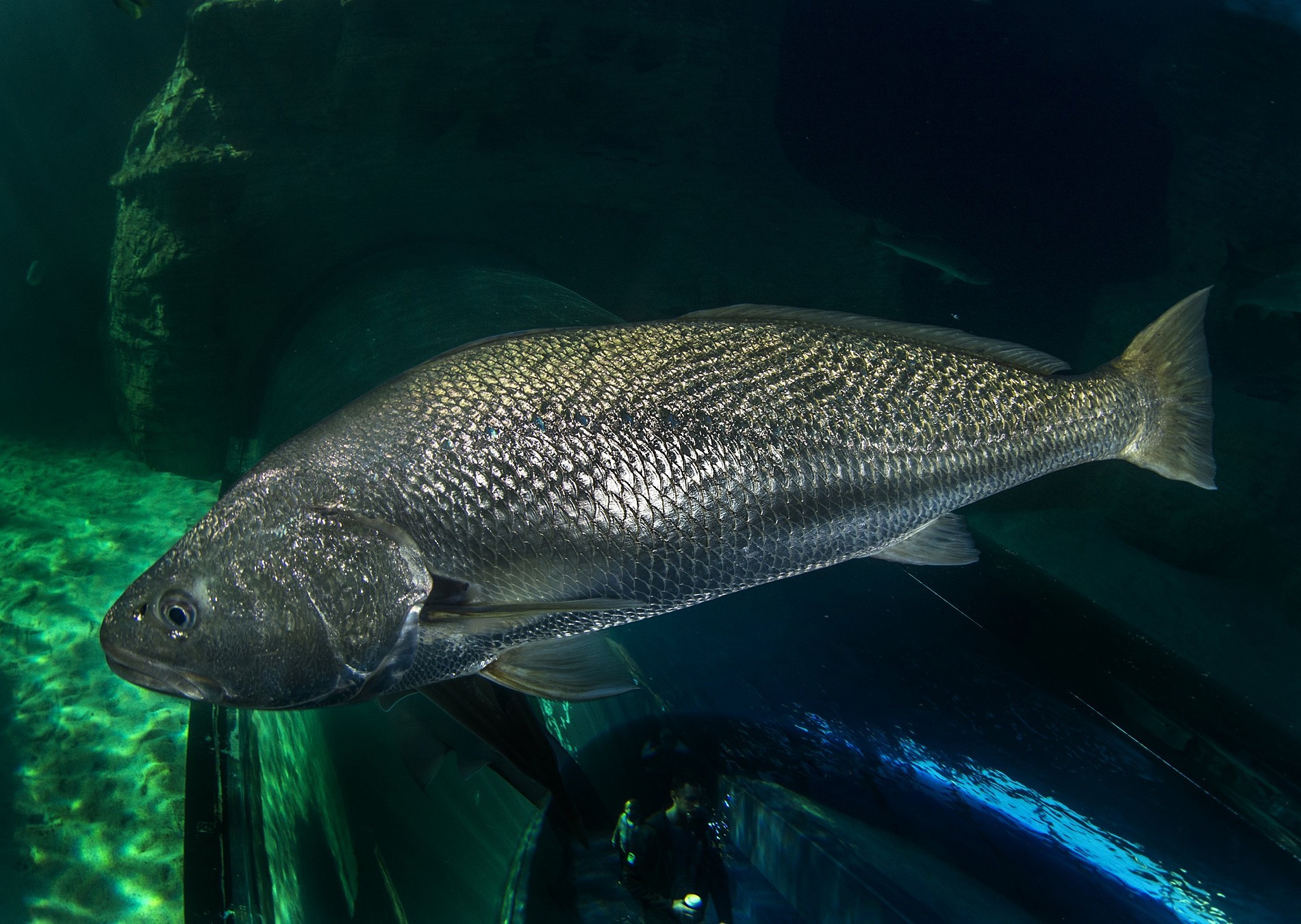 Giant Kobs Which Feature At The Aquarium Are Found In Estuaries