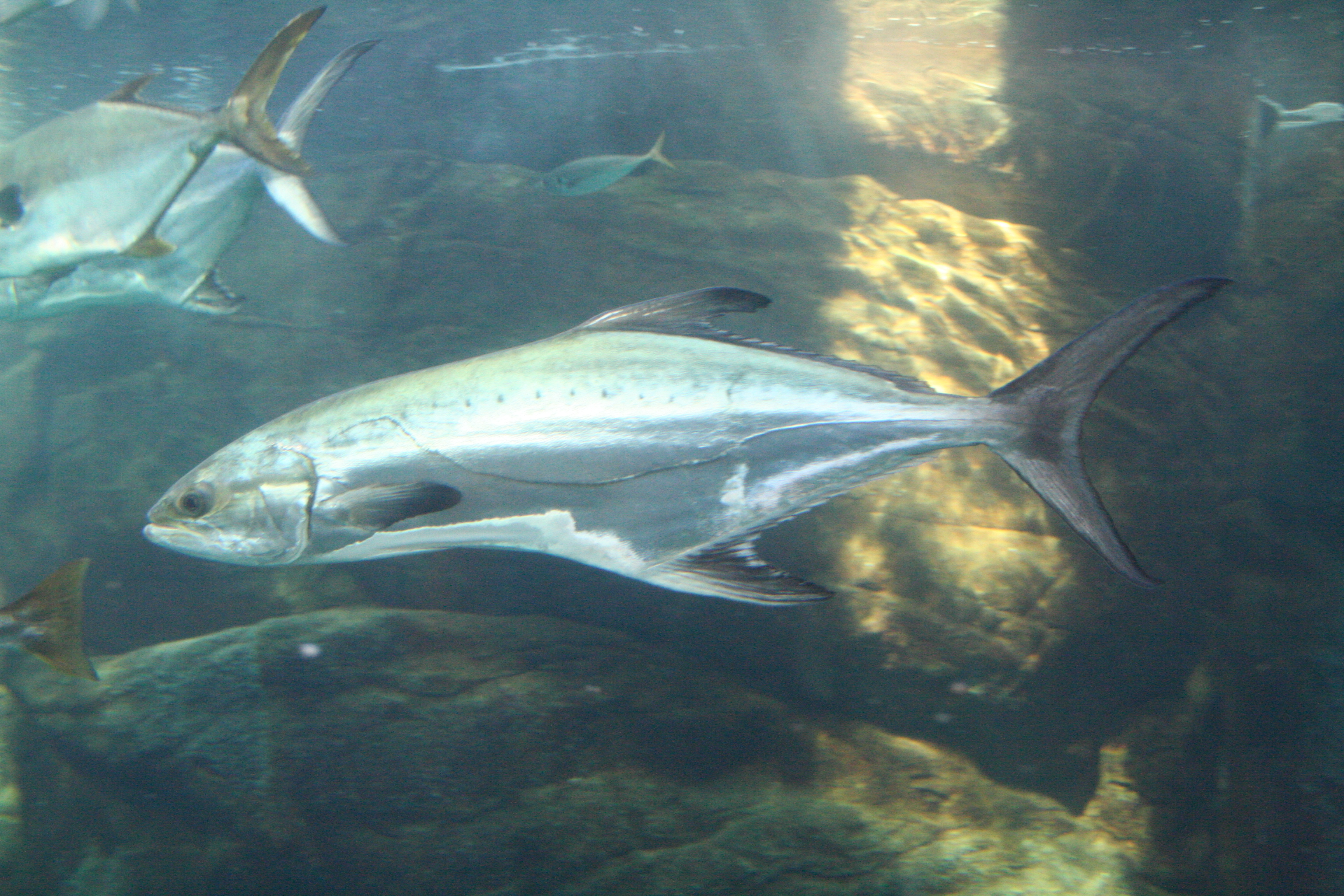 Garrick (Leervis) – Species – Two Oceans Aquarium | Official Tickets ...